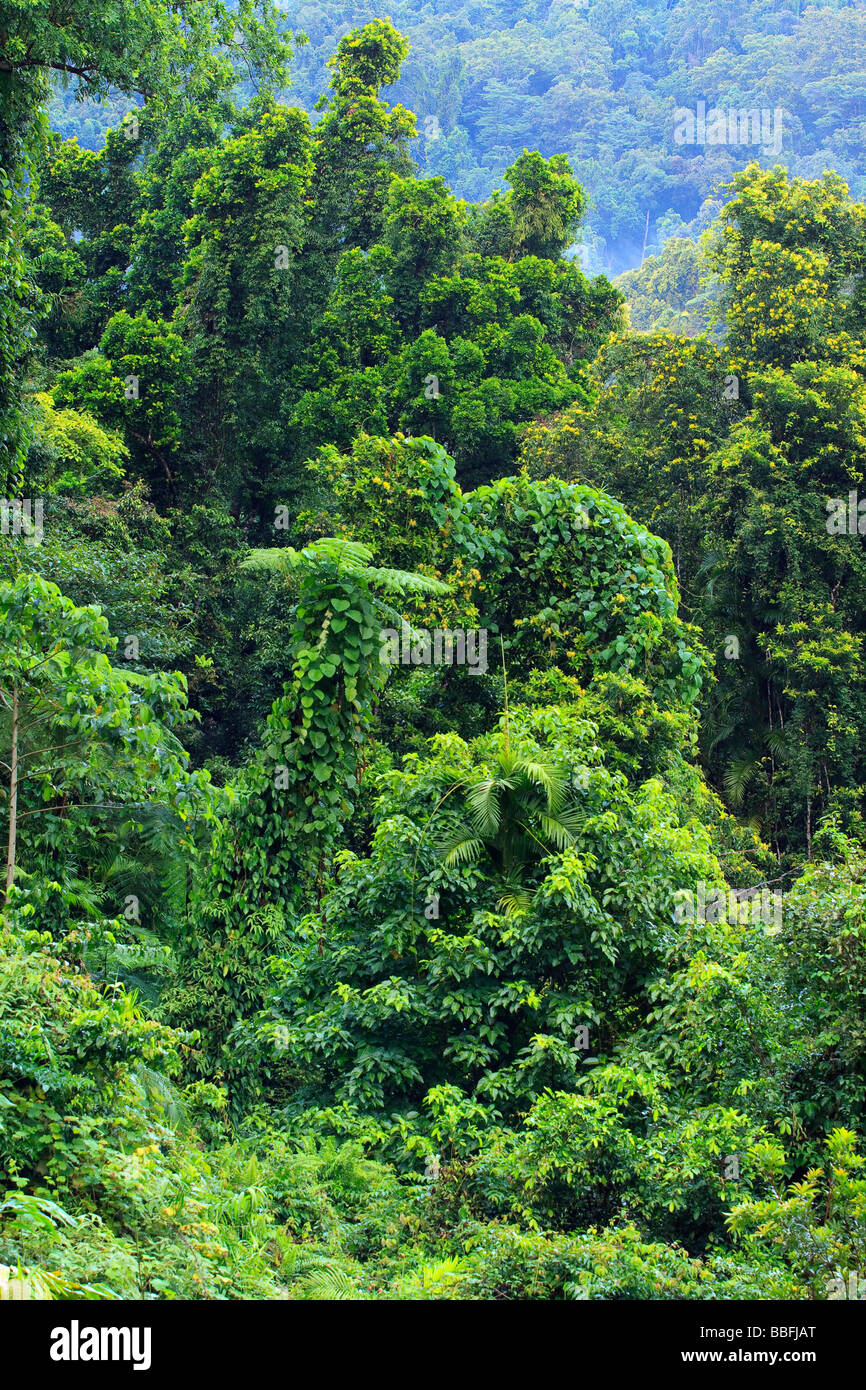 Thick rainforest covered mountains in the heart of the tropical ...