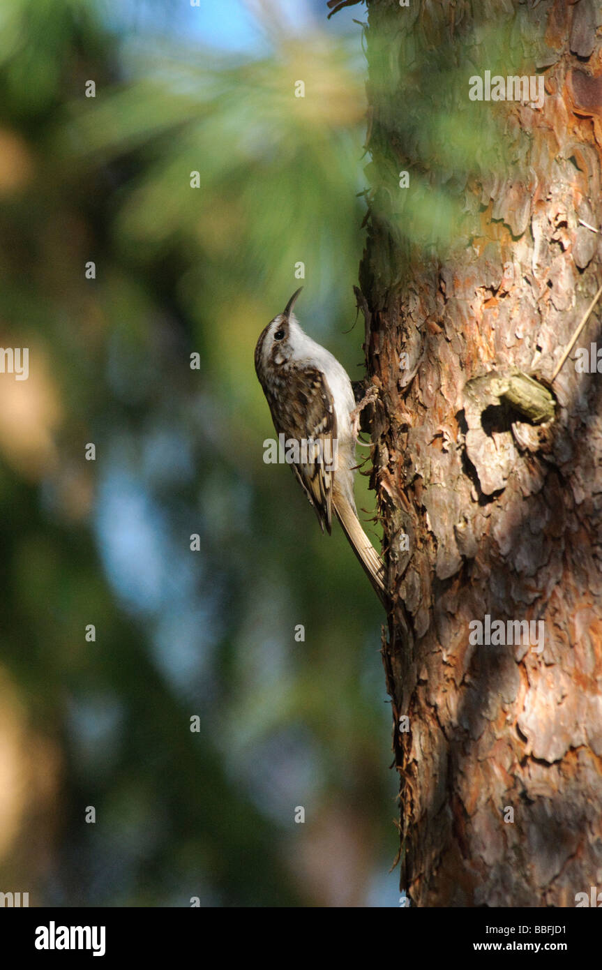 Eurasian Treecreeper Certhia familiaris creeping on pine tree trunk ...