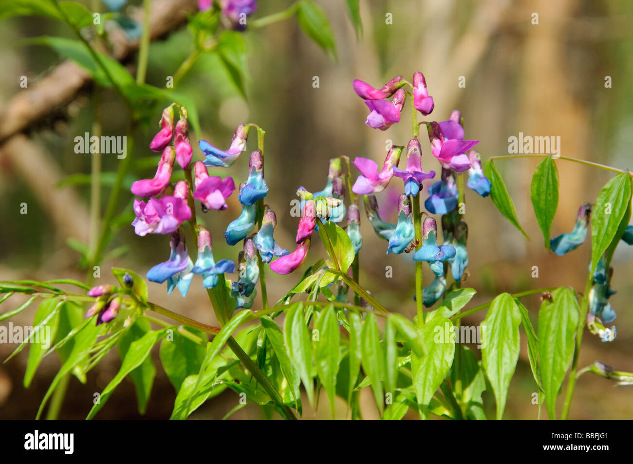 Spring Vetchling High Resolution Stock Photography and Images - Alamy