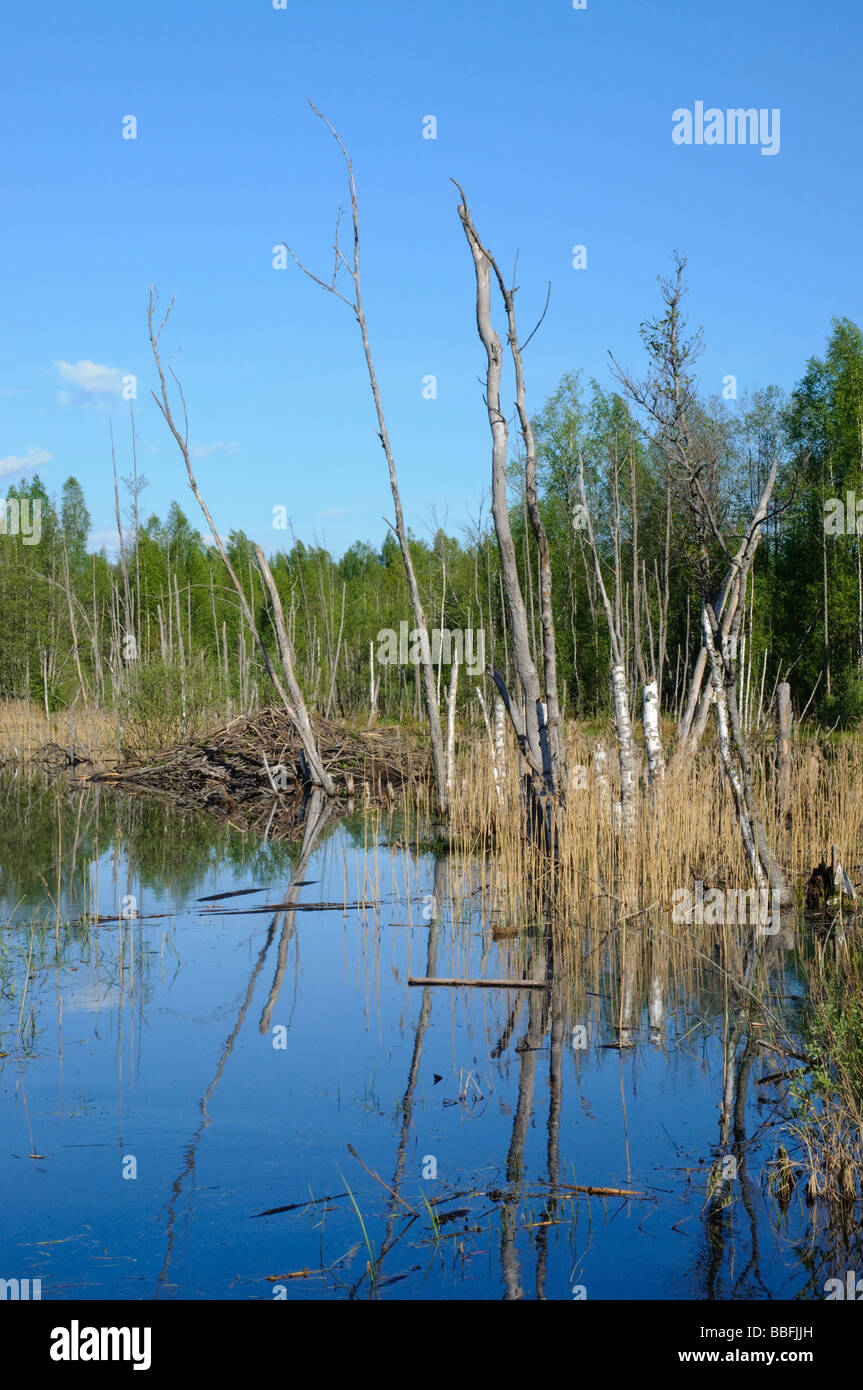 Beavers home hi-res stock photography and images - Alamy