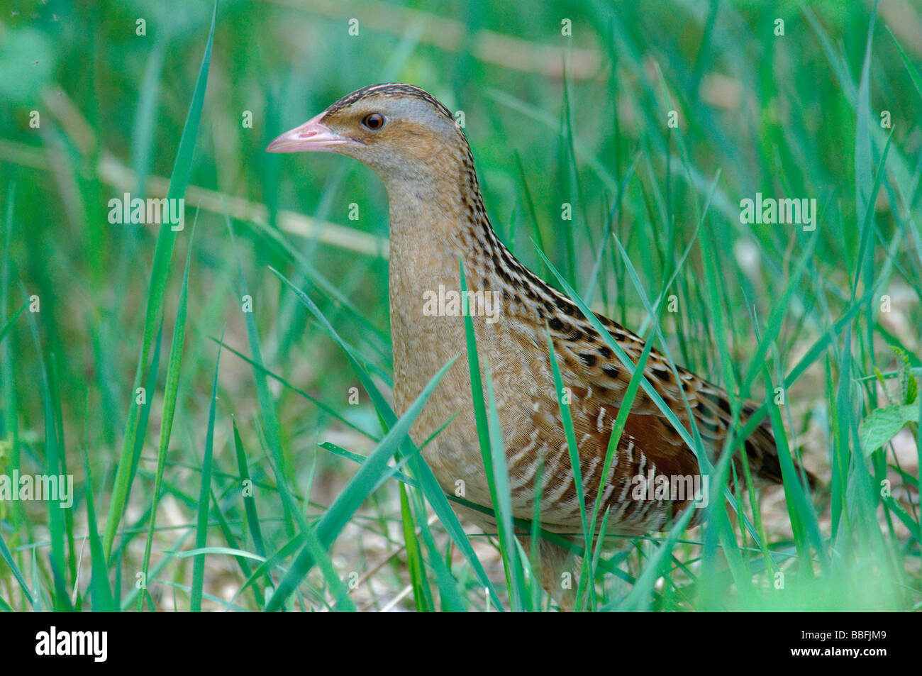 Corncrake uk hi-res stock photography and images - Alamy