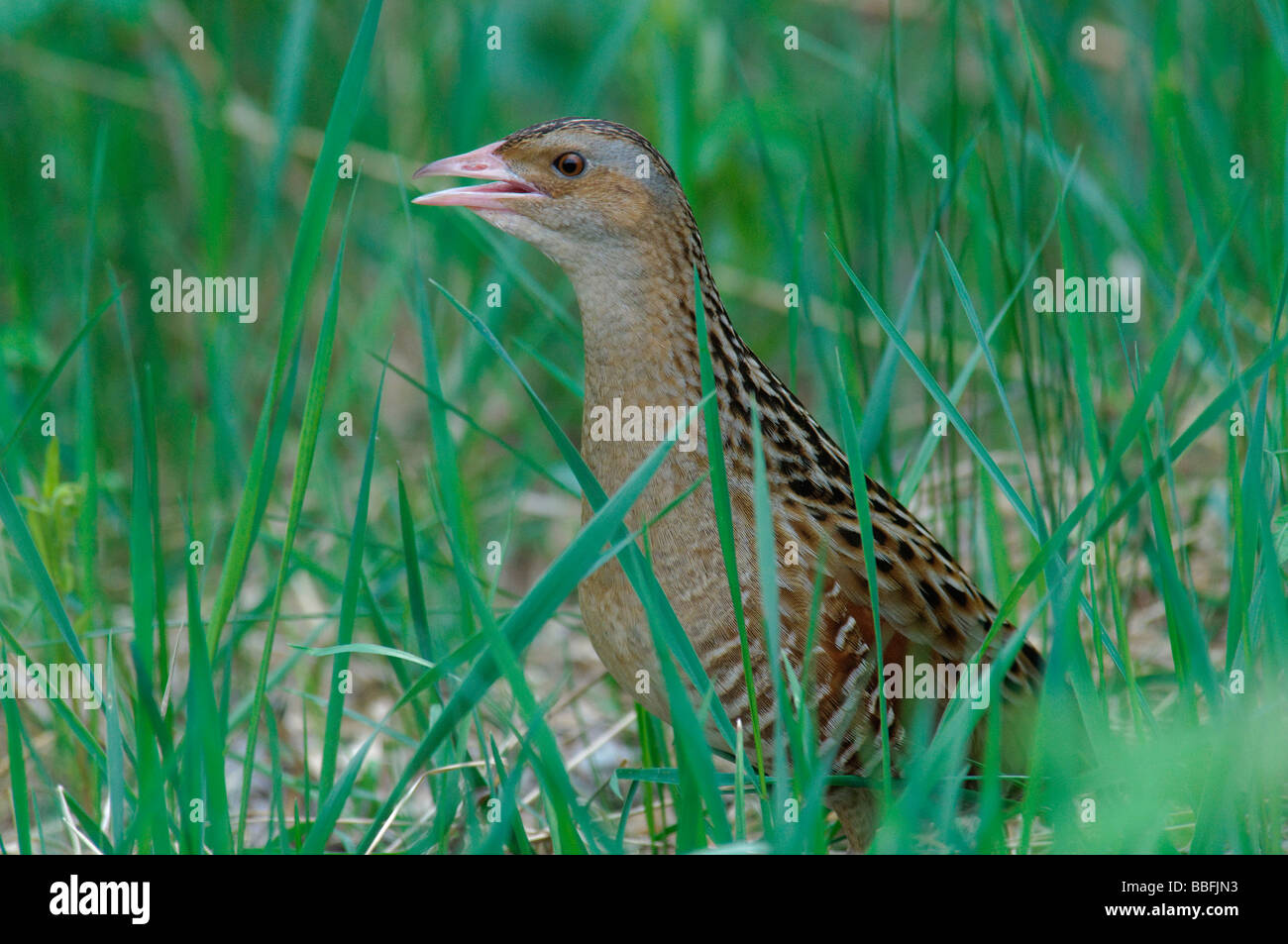 Corncrake crex crex hi-res stock photography and images - Alamy