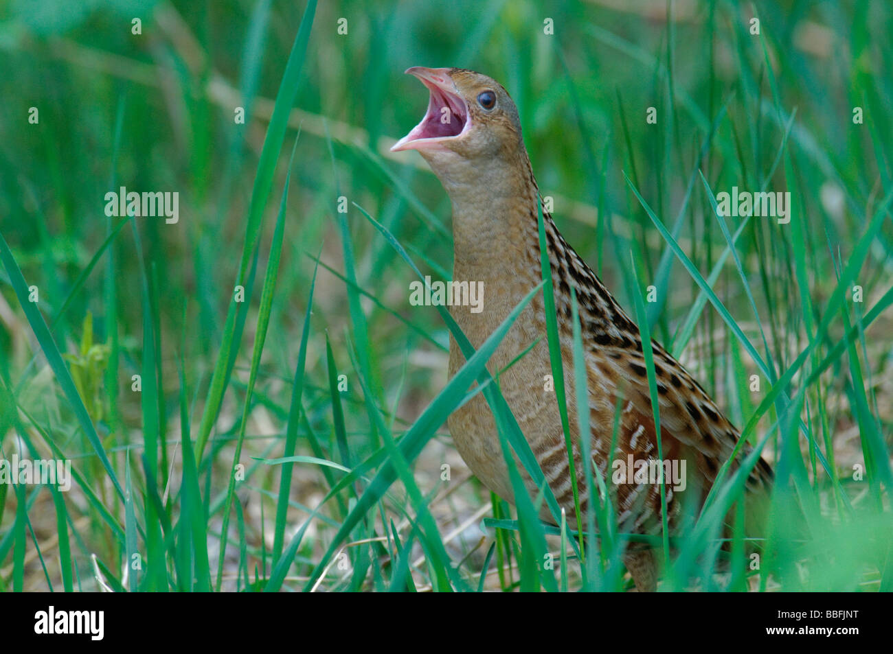 Corncrake calling hi-res stock photography and images - Alamy