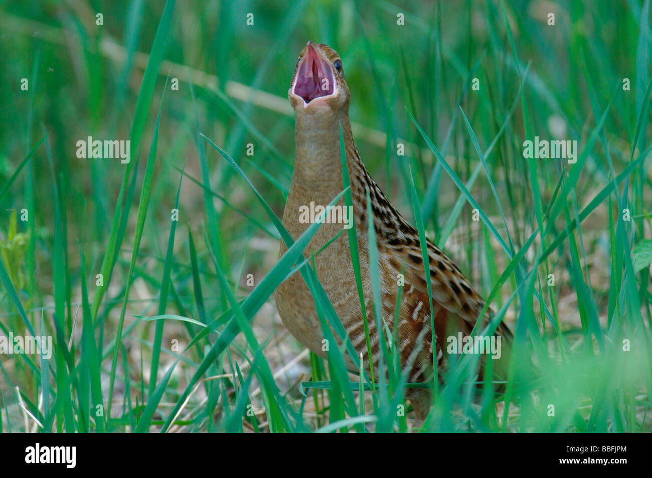 Corncrake calling hi-res stock photography and images - Alamy