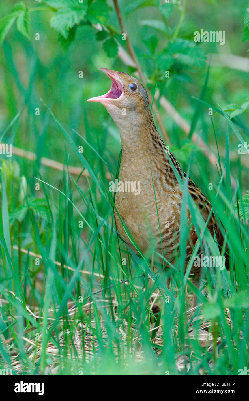 Corncrake hi-res stock photography and images - Alamy