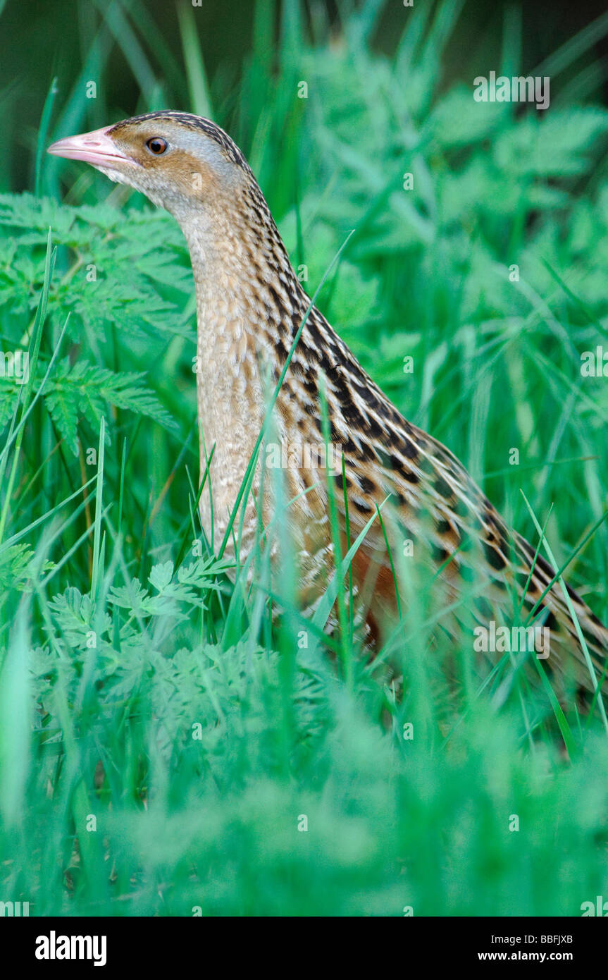 Corncrake Crex crex Stock Photo - Alamy