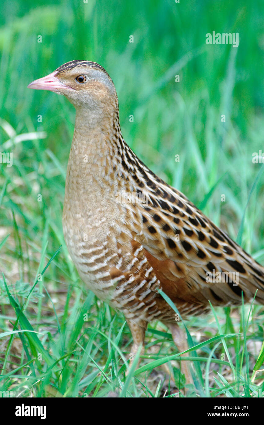 Corncrake Crex crex Stock Photo - Alamy