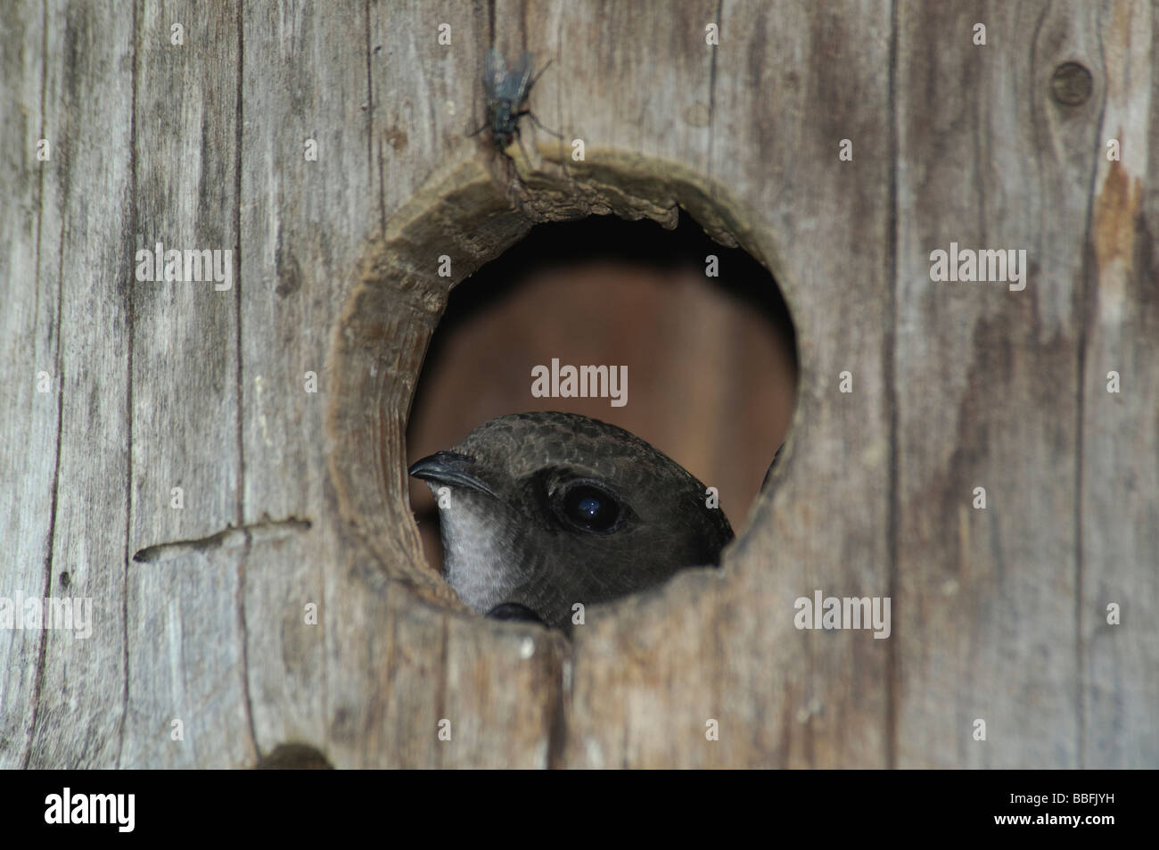 Common swift apus apus nest box hi-res stock photography and images - Alamy