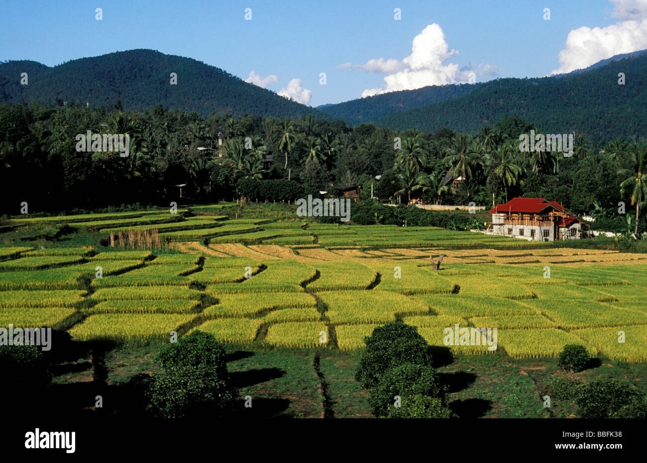 Green rice paddies in northern Thailand Stock Photo - Alamy
