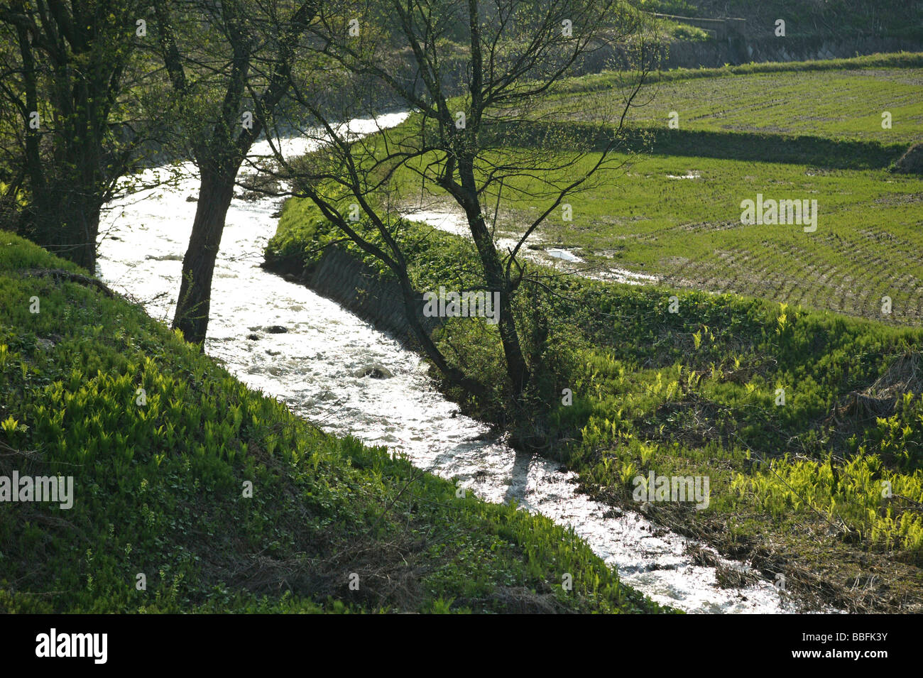 Rice Field And River Stock Photo - Alamy