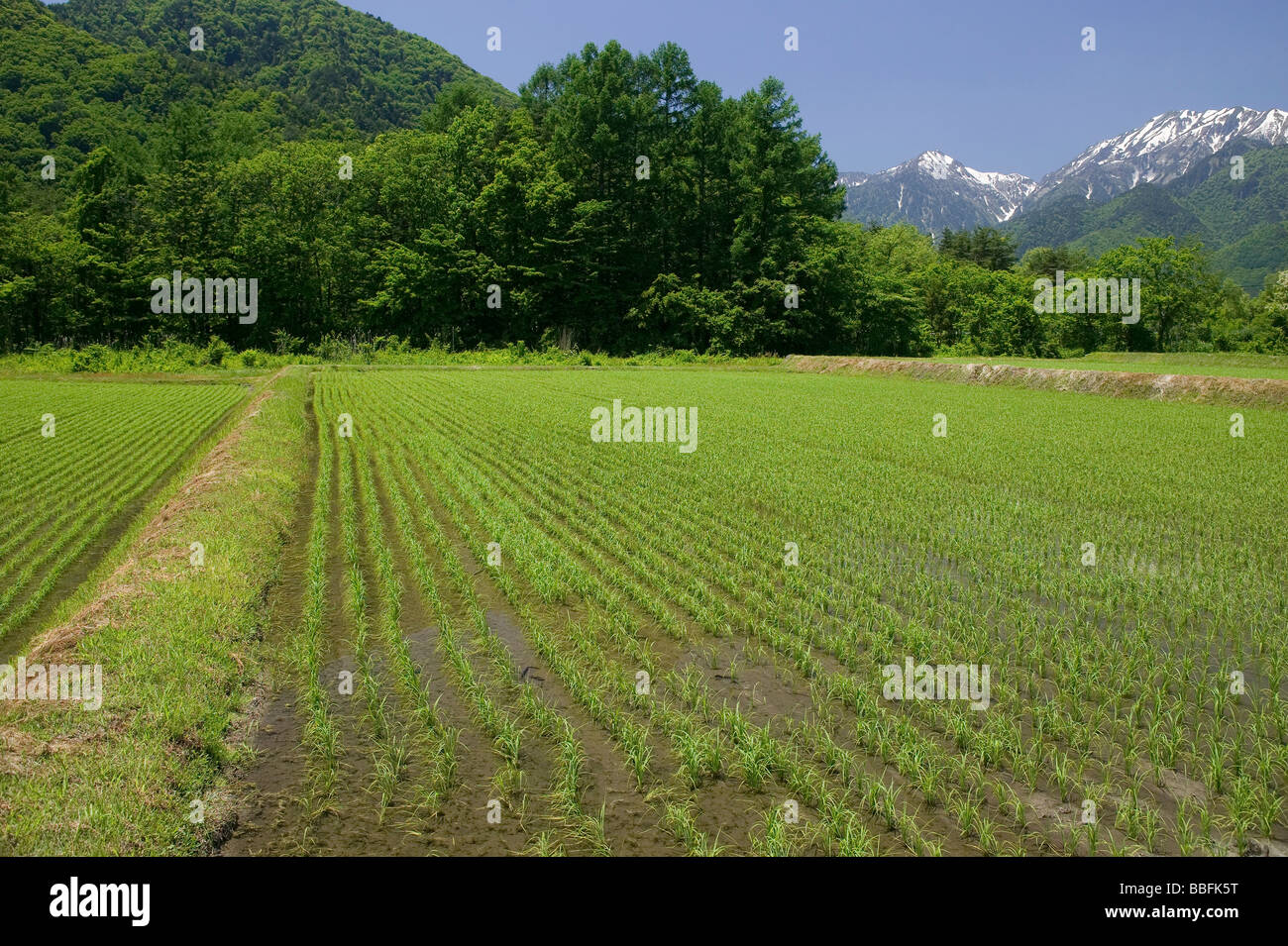Rice Field And Mountain Stock Photo - Alamy