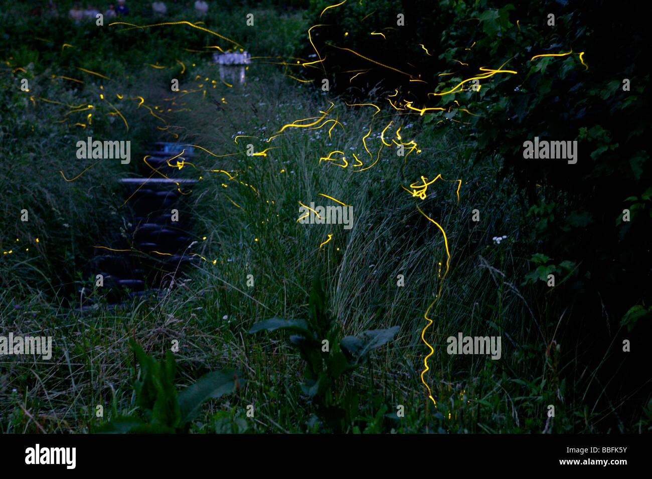 Firefly Flashing In The Dark Stock Photo - Alamy