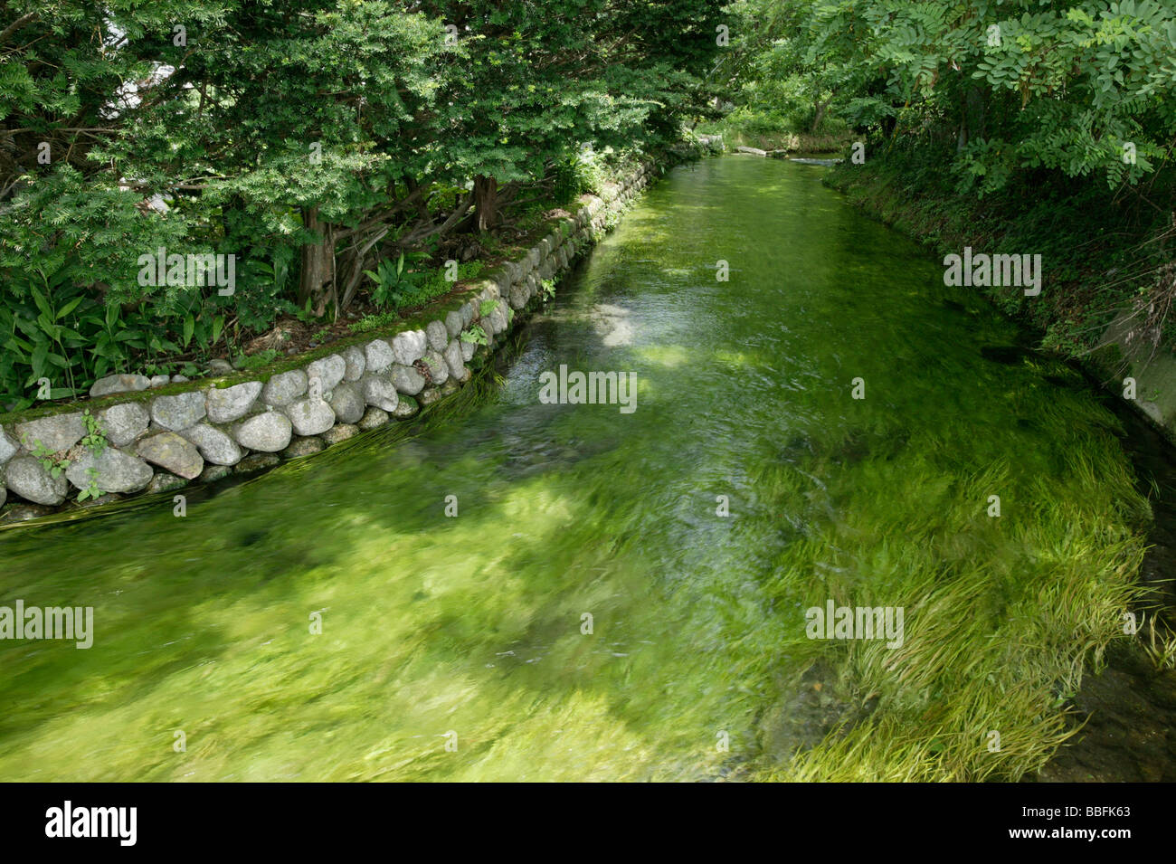 Water Weed Floating On River Stock Photo - Alamy