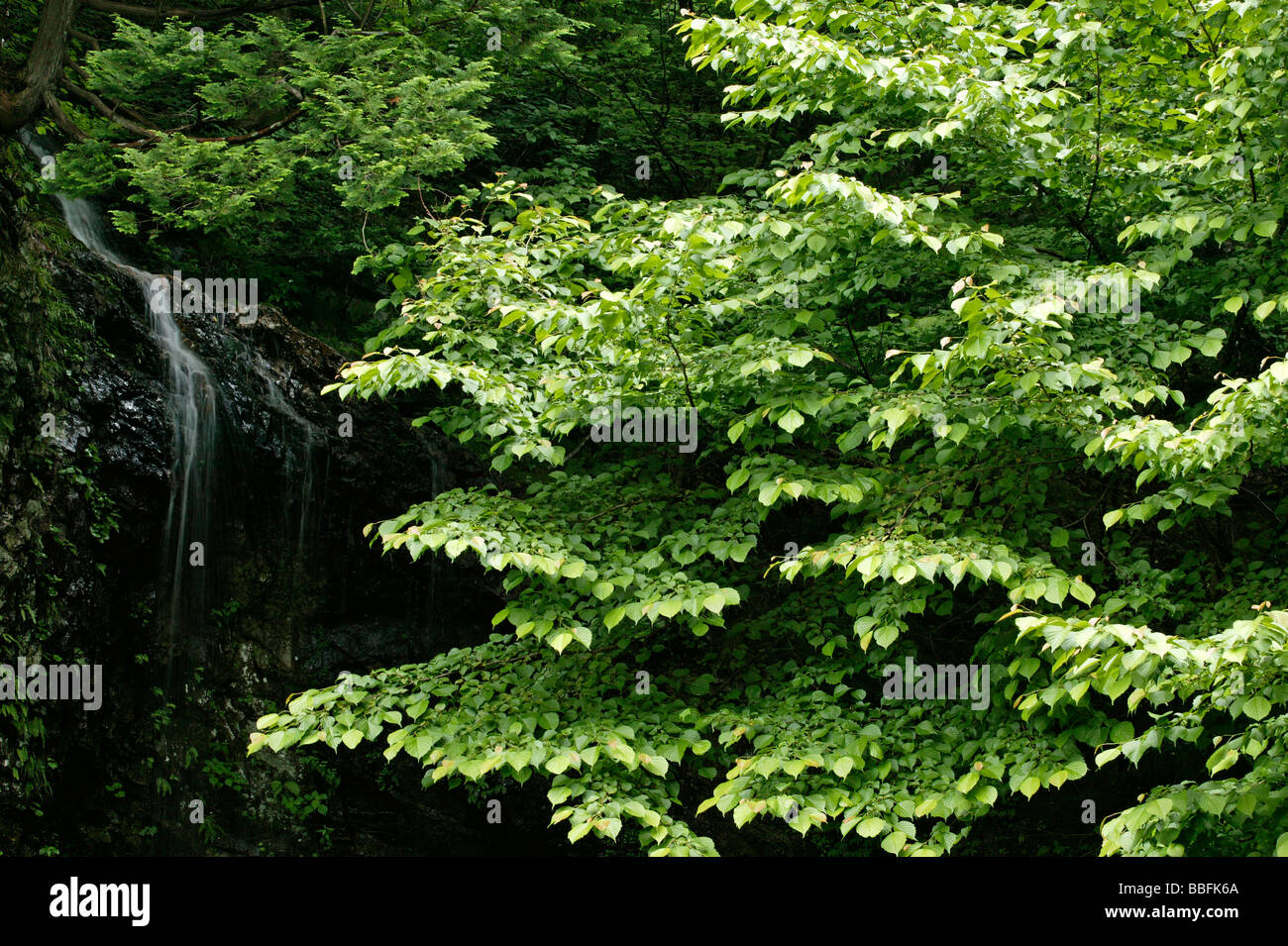 Green Leaves And Water Stock Photo - Alamy