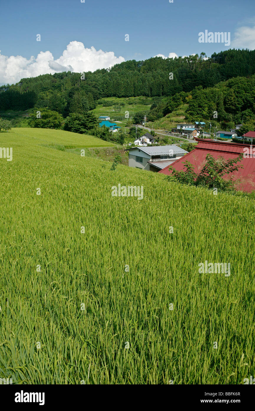 Japan rice roof not gifu not toyama hi-res stock photography and images ...
