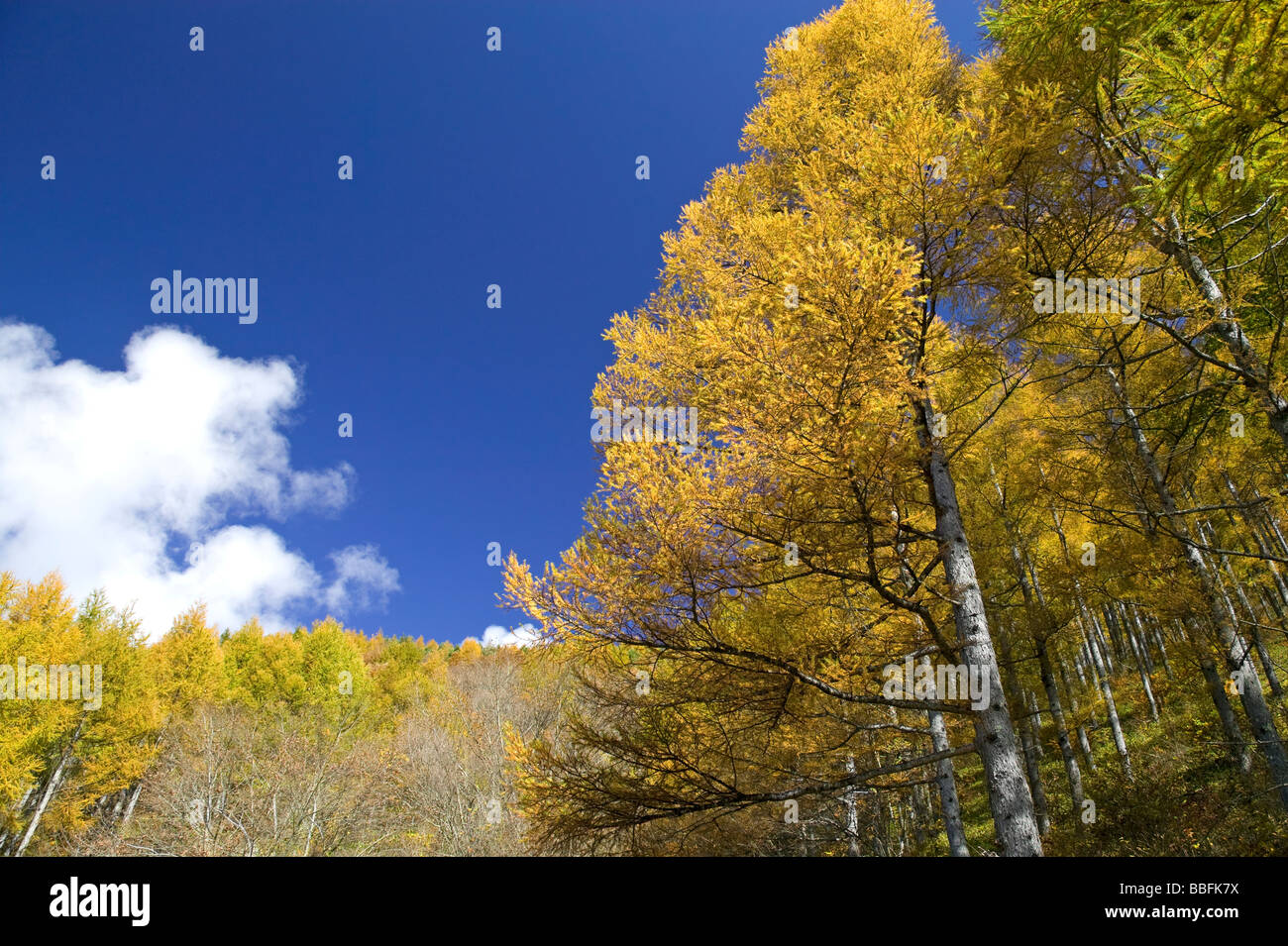 Autumn leaves on sky hi-res stock photography and images - Alamy