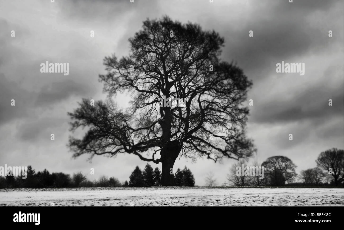 moody tree landscape Stock Photo - Alamy