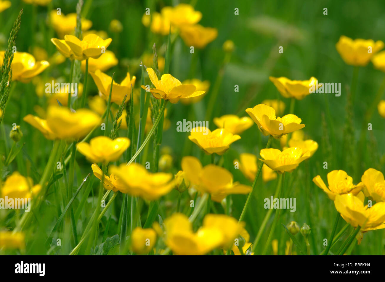 Meadow Buttercups, Ranunculus acris Stock Photo - Alamy