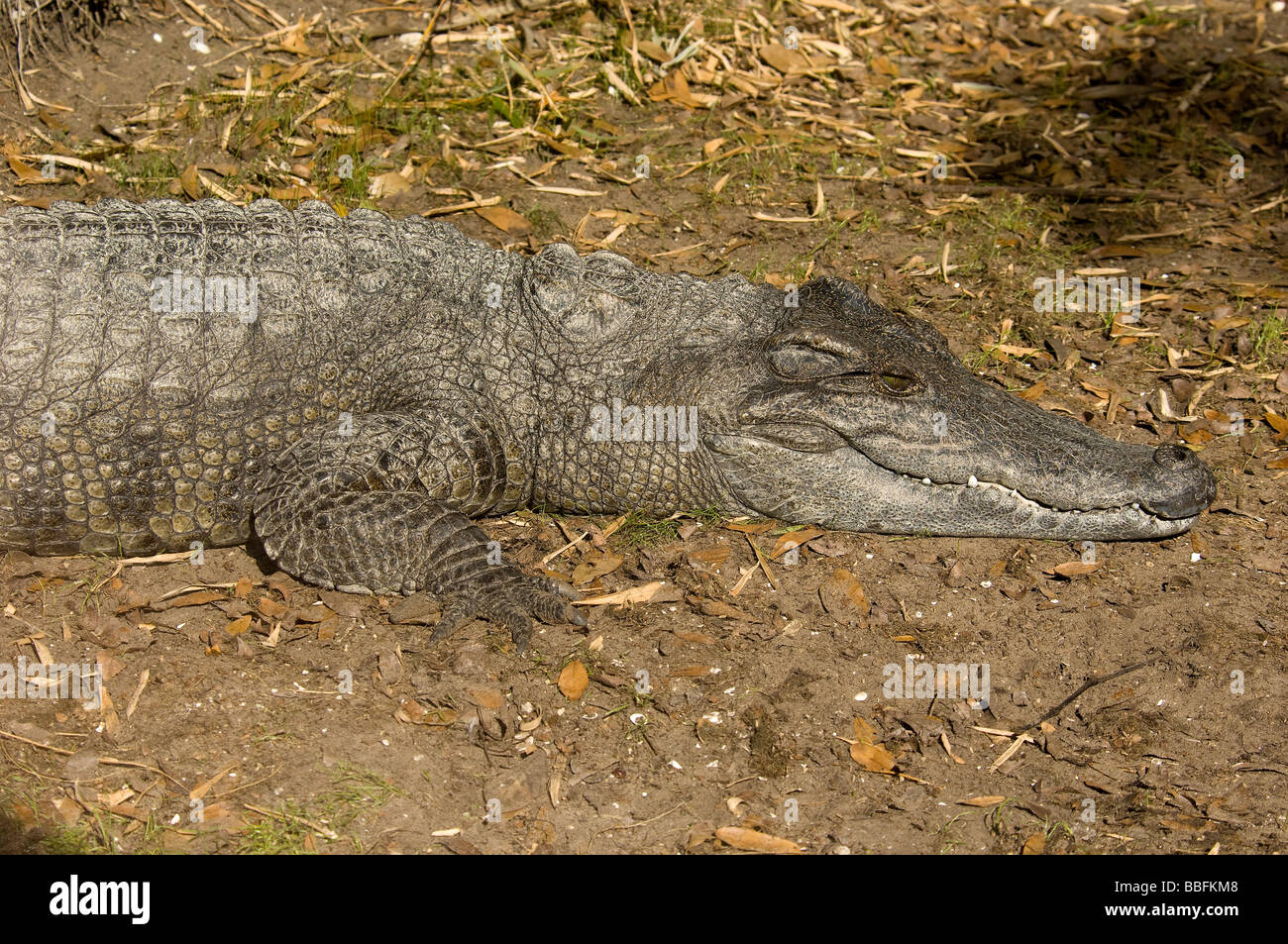 Siamese Crocodile Crocodylus siamensis critically endangered species ...