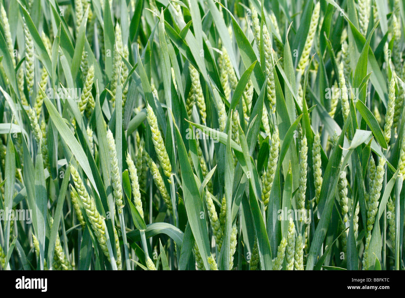 Farming green cobs of wheat on a field farmland in Ohio OH USA US from ...