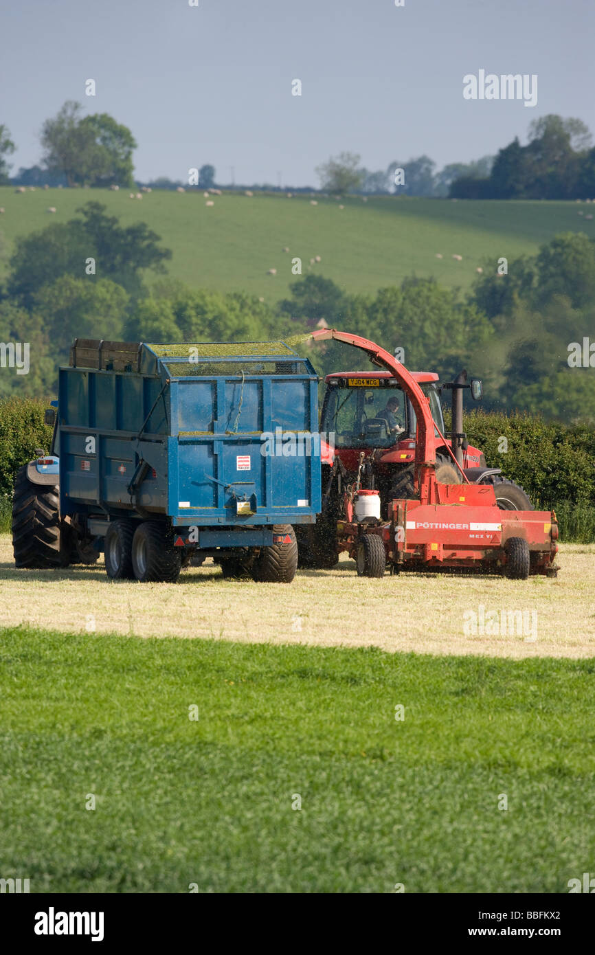 Making Silage In Leicetershire To Feed Dairy Cattle Stock Photo - Alamy