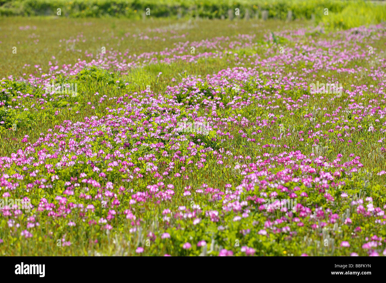 Chinese Milk Vetch Stock Photo - Alamy