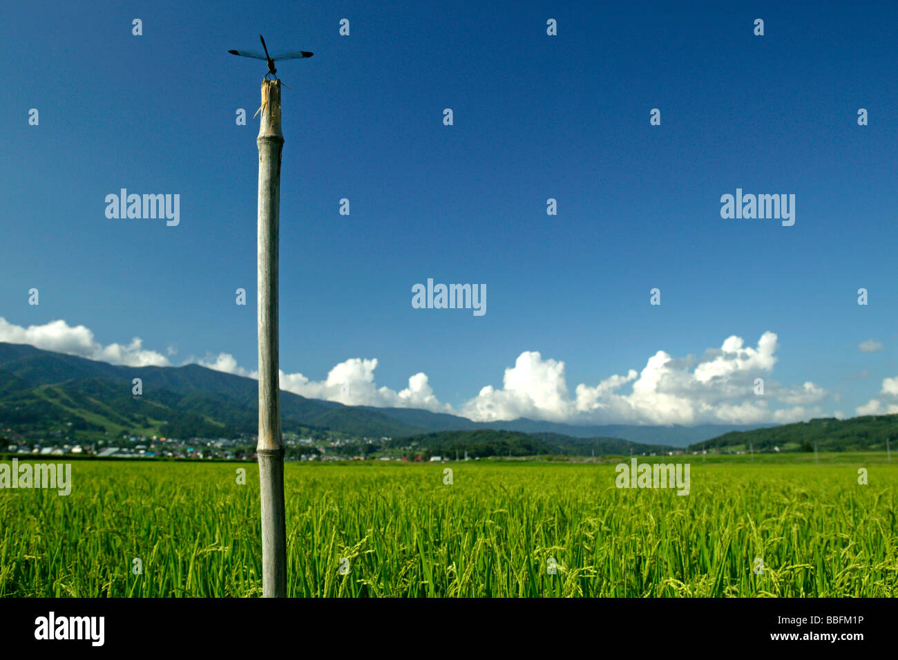 Dragonfly In Rice Field Stock Photo - Alamy