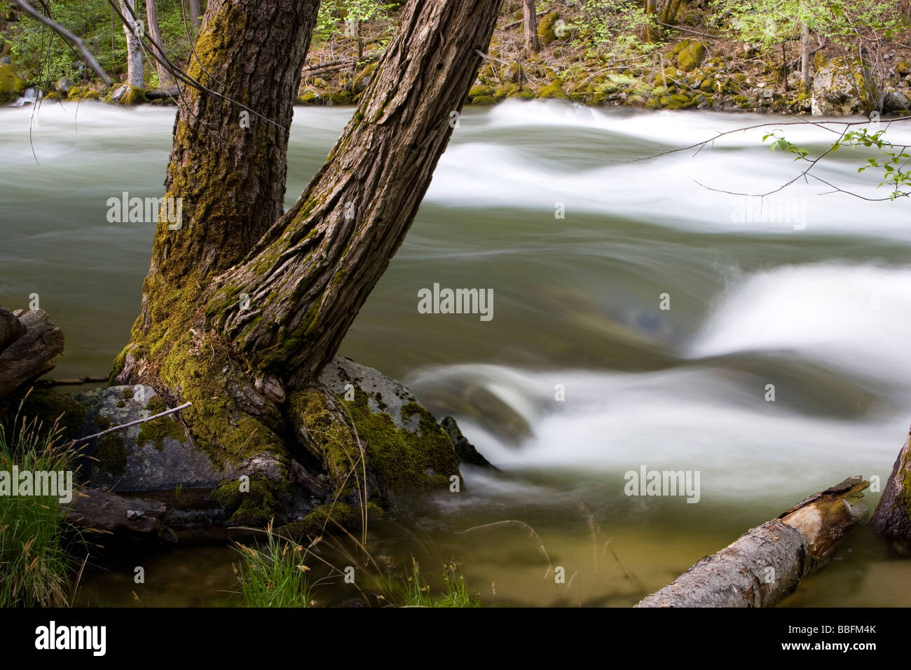 Tree in the river in Yosemite NP Stock Photo - Alamy