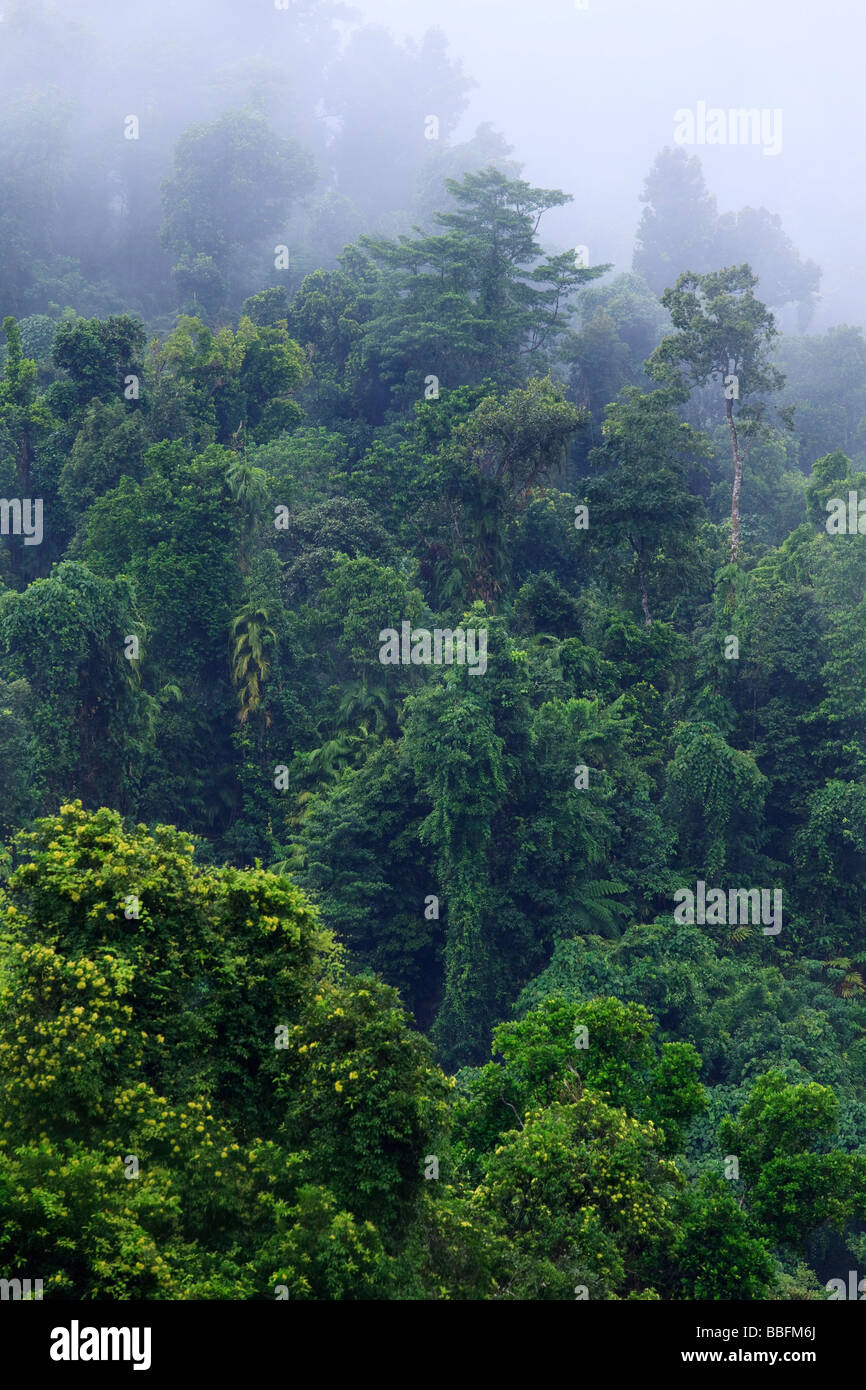 Thick rainforest covered mountains in the heart of the tropical ...