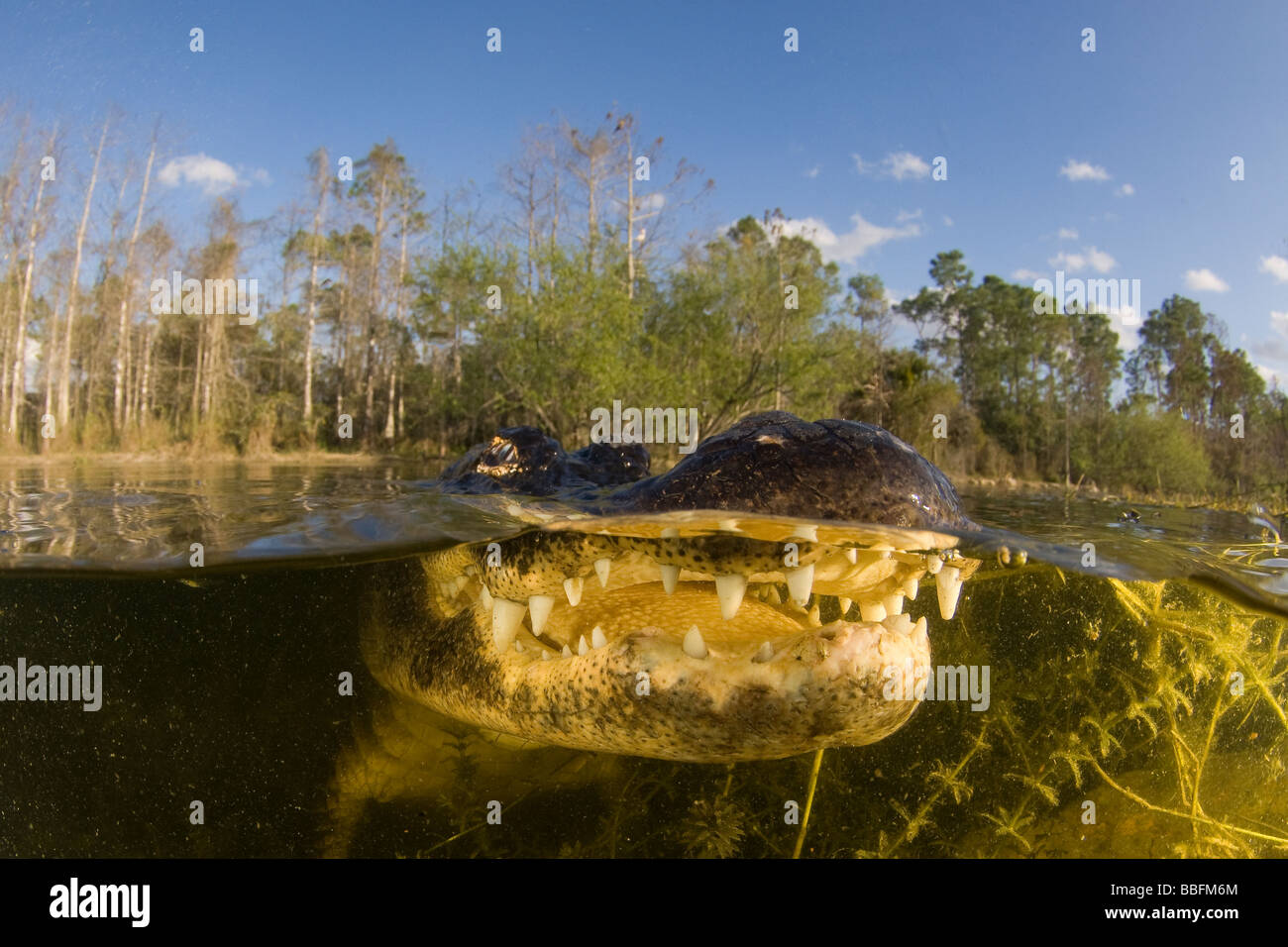 American Alligator, Alligator mississippiensis, Florida Stock Photo - Alamy