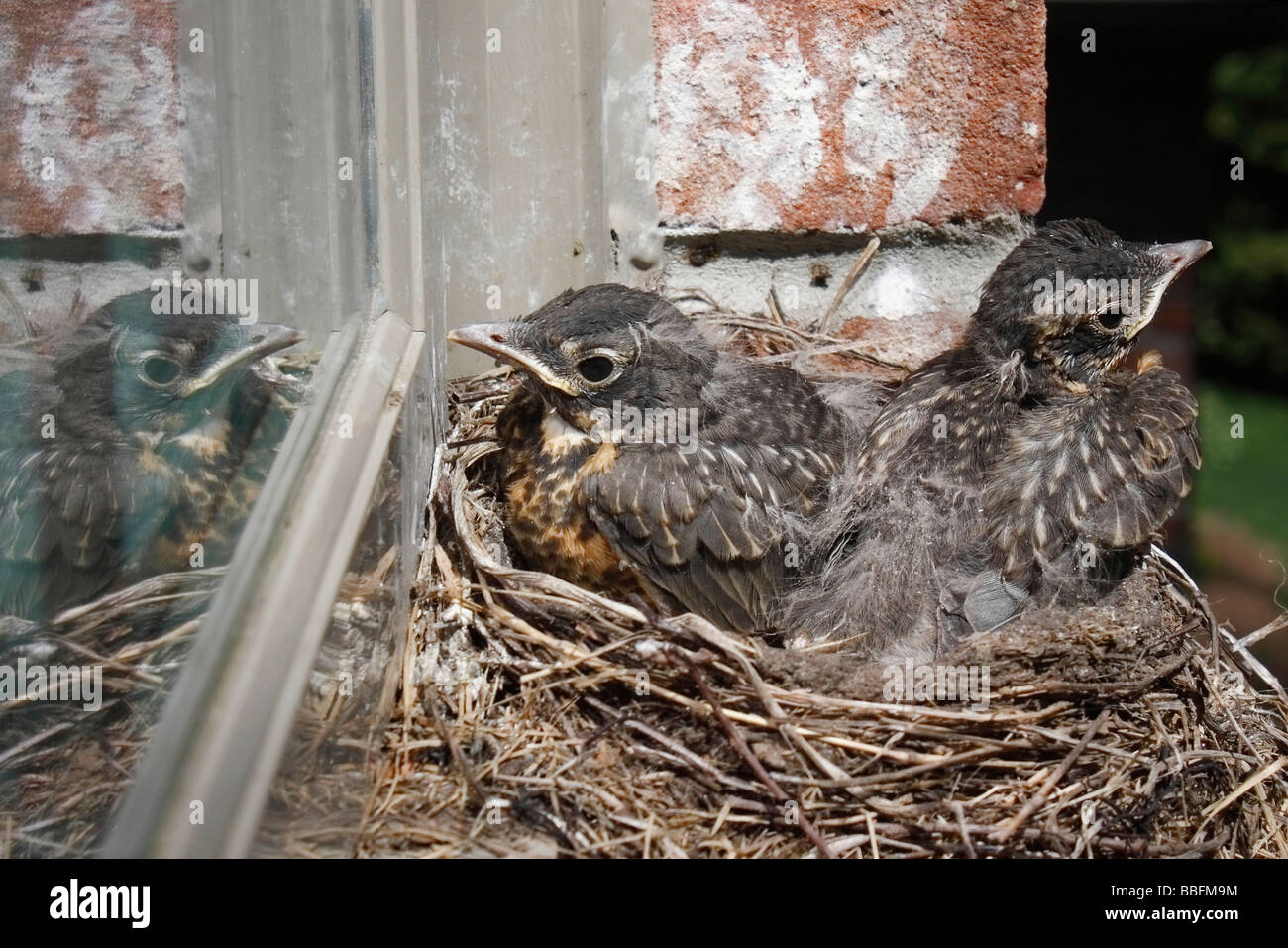 Bird nest in window hi-res stock photography and images - Alamy