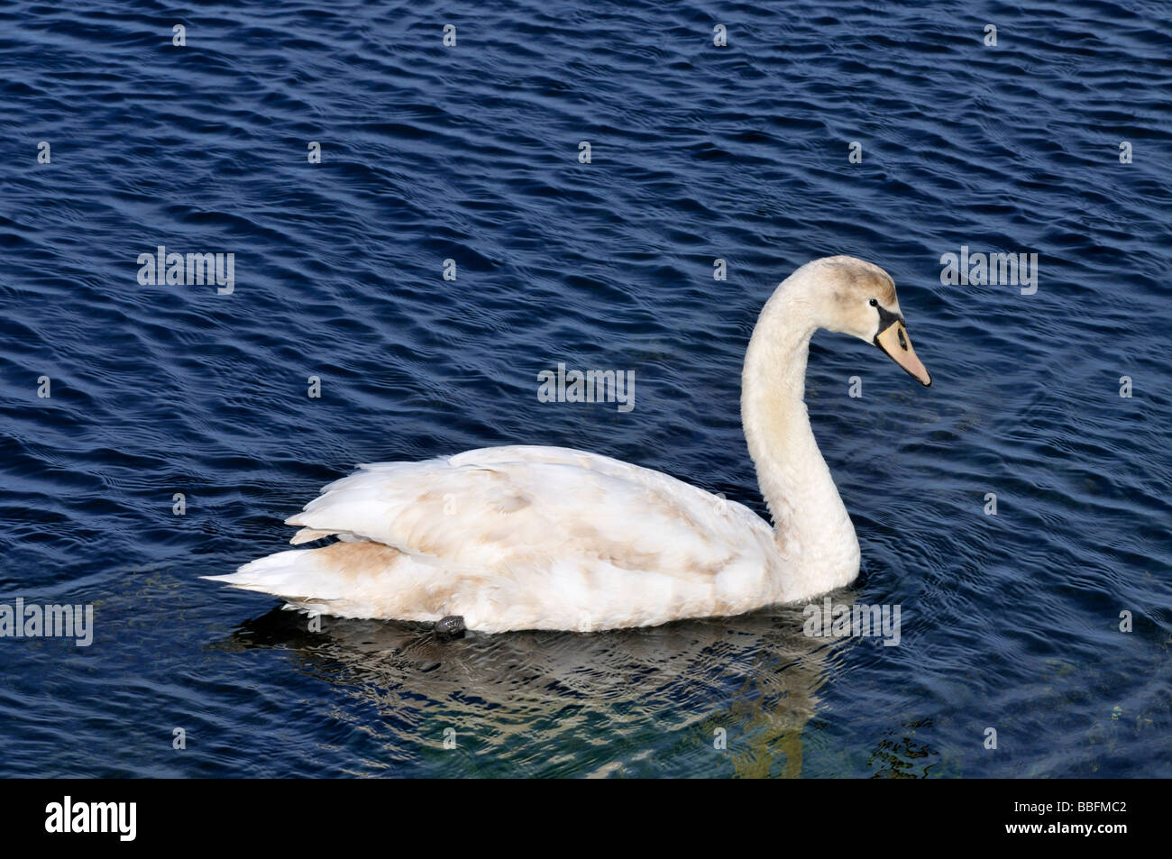 One Swan in water Stock Photo - Alamy