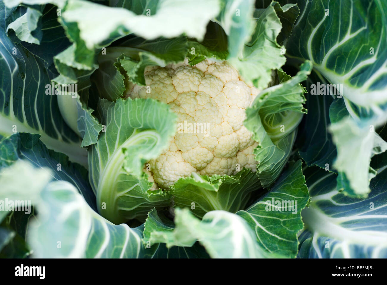 Cauliflower, extreme close-up Stock Photo - Alamy