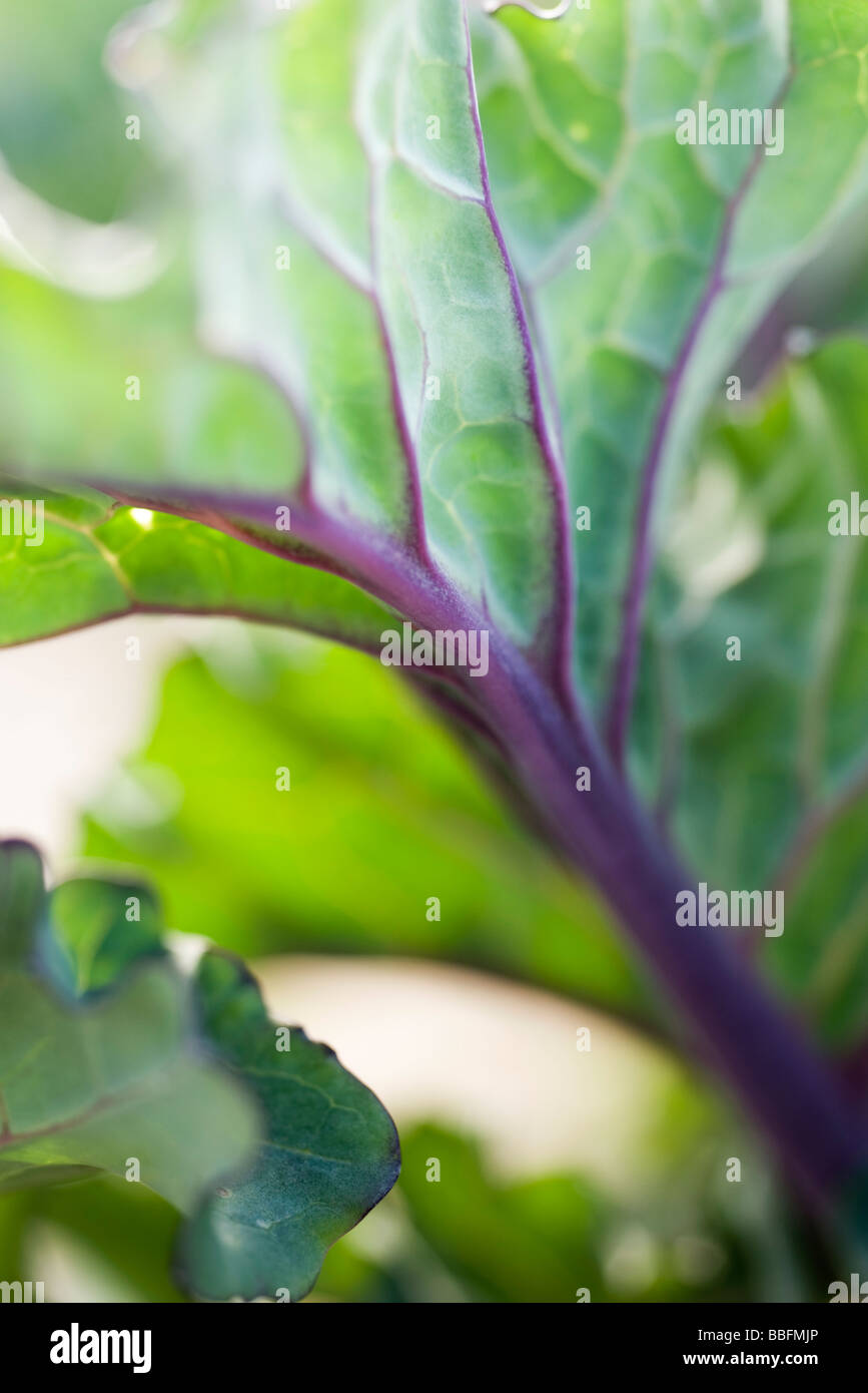 Cabbage leaf, extreme close-up Stock Photo - Alamy