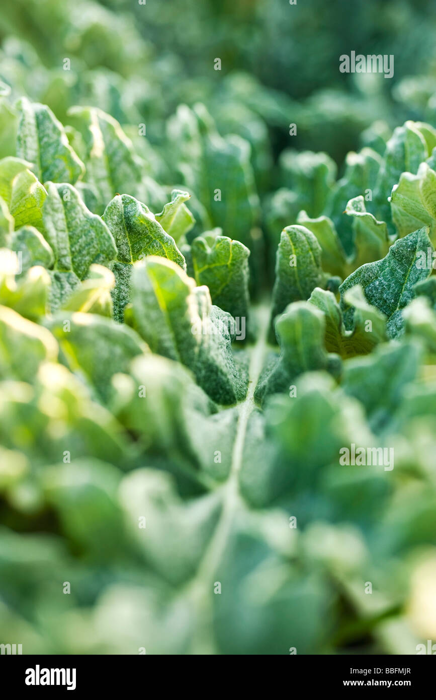 Leaf vegetables, extreme close-up Stock Photo - Alamy