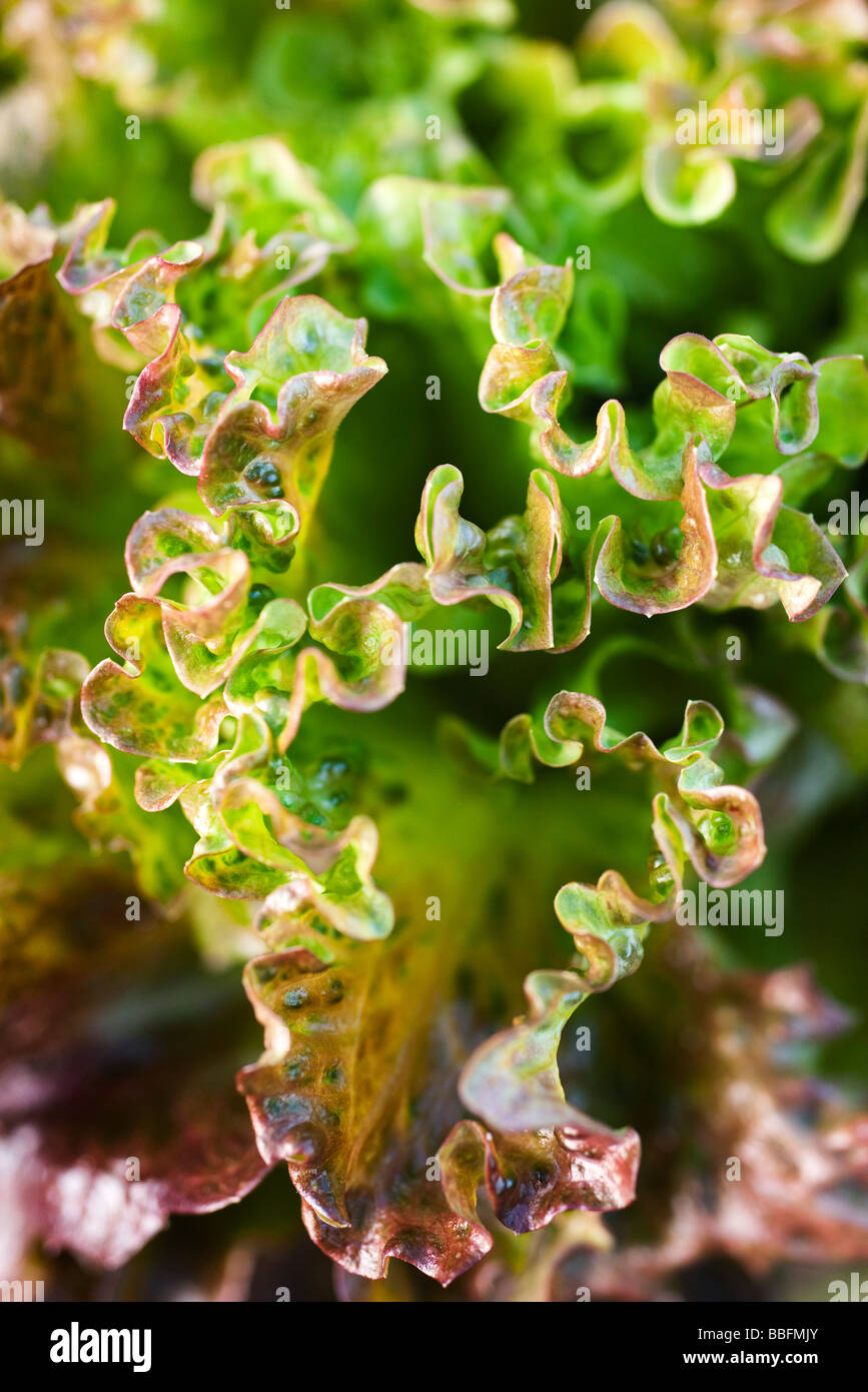 Food image of batavia lettuce hi-res stock photography and images - Alamy