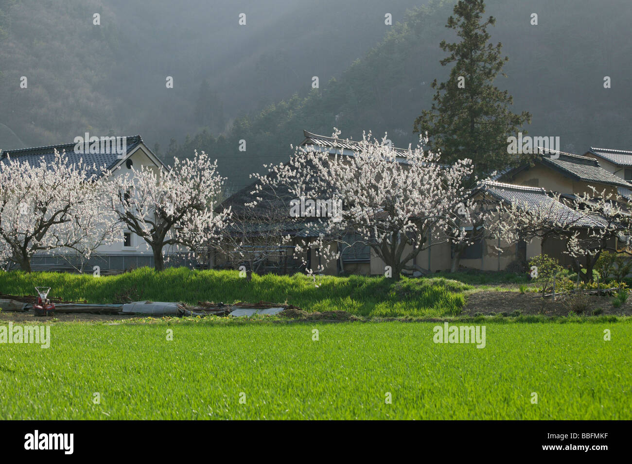 Apricot Tree And Green Field Stock Photo - Alamy