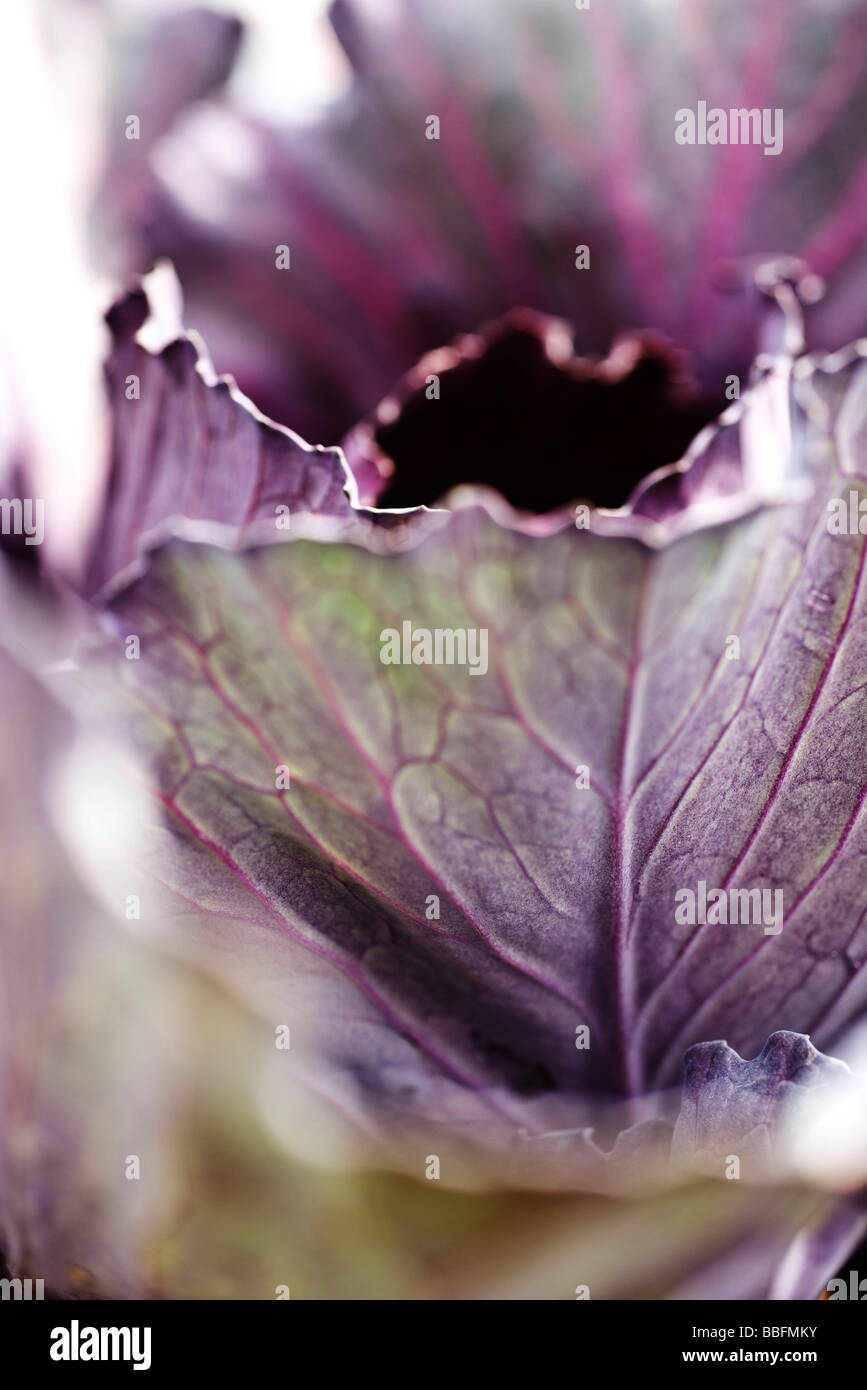 Purple Leaf Cabbage High Resolution Stock Photography and Images - Alamy