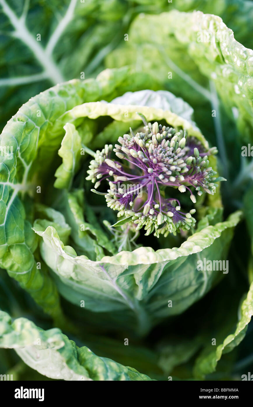 Flowering cabbage hi-res stock photography and images - Alamy