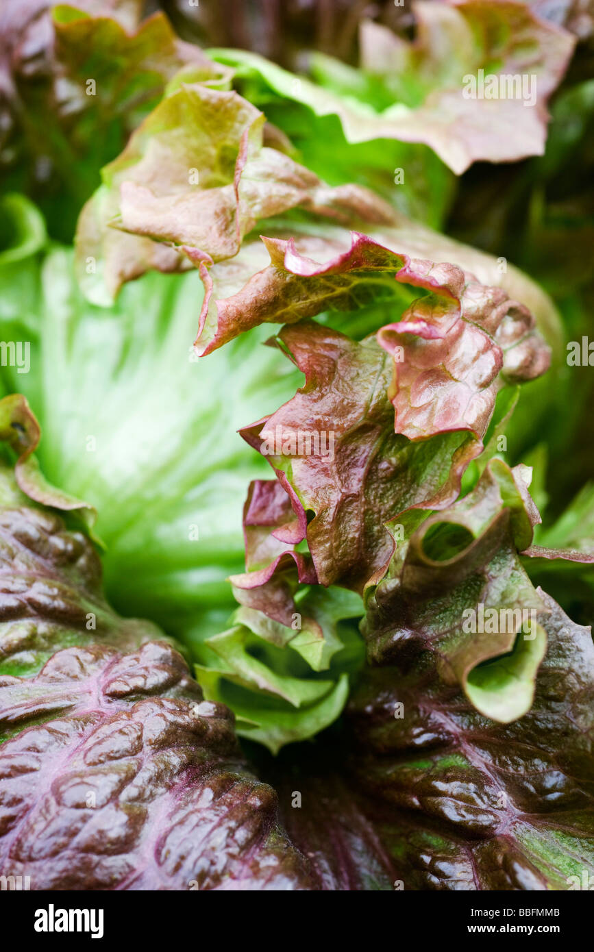 Batavia lettuce, close-up Stock Photo - Alamy