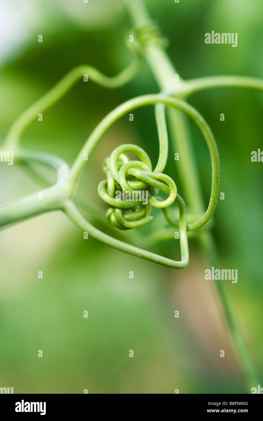 Zen tangled hi-res stock photography and images - Alamy