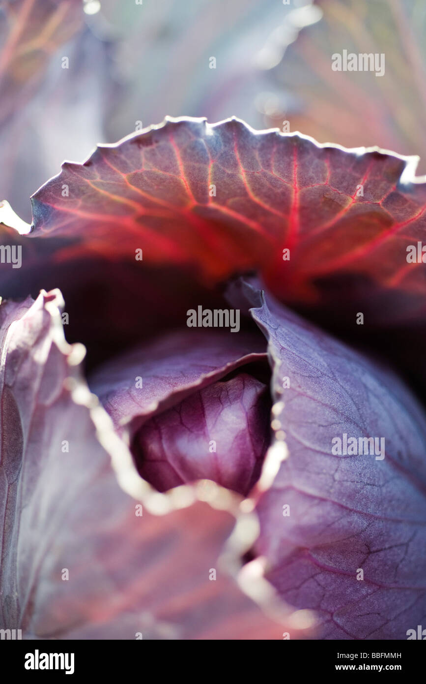 Red cabbage, extreme close-up Stock Photo - Alamy