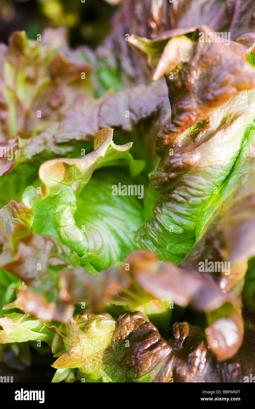 Batavia lettuce, extreme close-up Stock Photo - Alamy