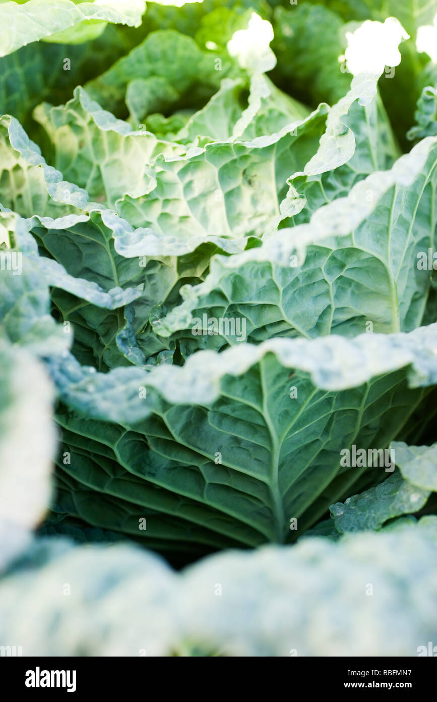 Cabbage growing extreme close hi-res stock photography and images - Alamy