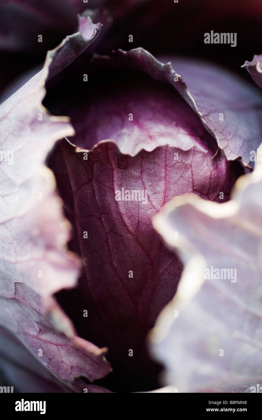 Purple cabbage extreme close hi-res stock photography and images - Alamy