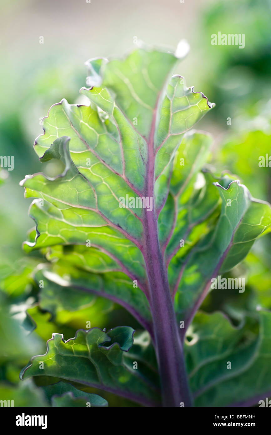 Cabbage leaf, extreme close-up Stock Photo - Alamy