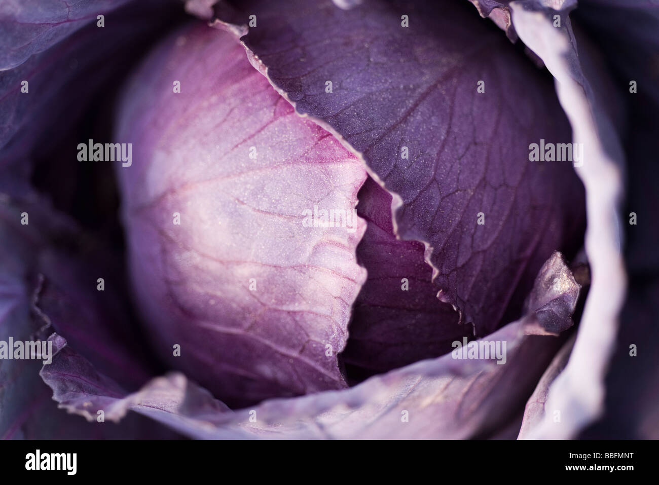 Heads purple cabbage growing hi-res stock photography and images - Alamy