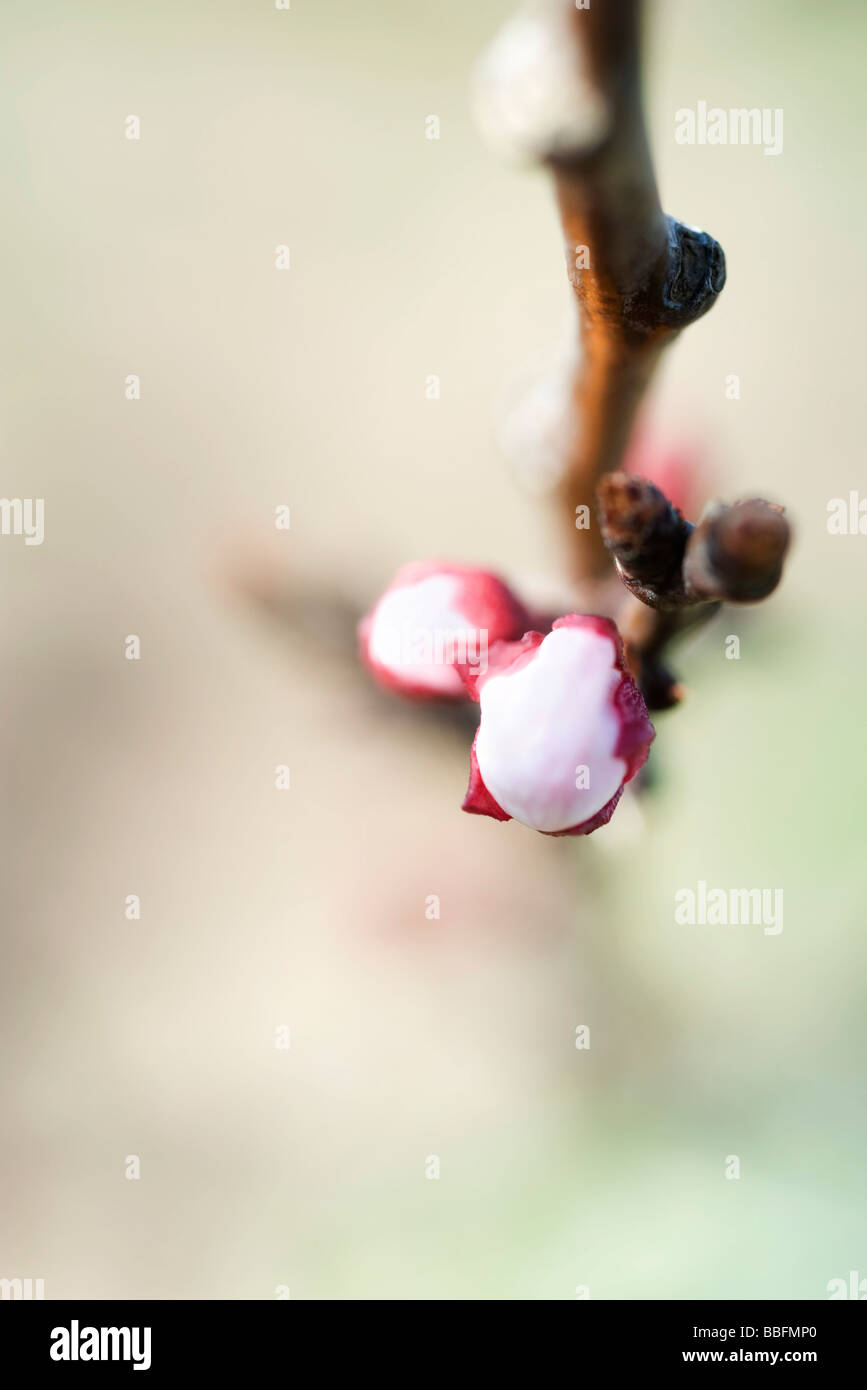 Almond flower buds, extreme close-up Stock Photo - Alamy