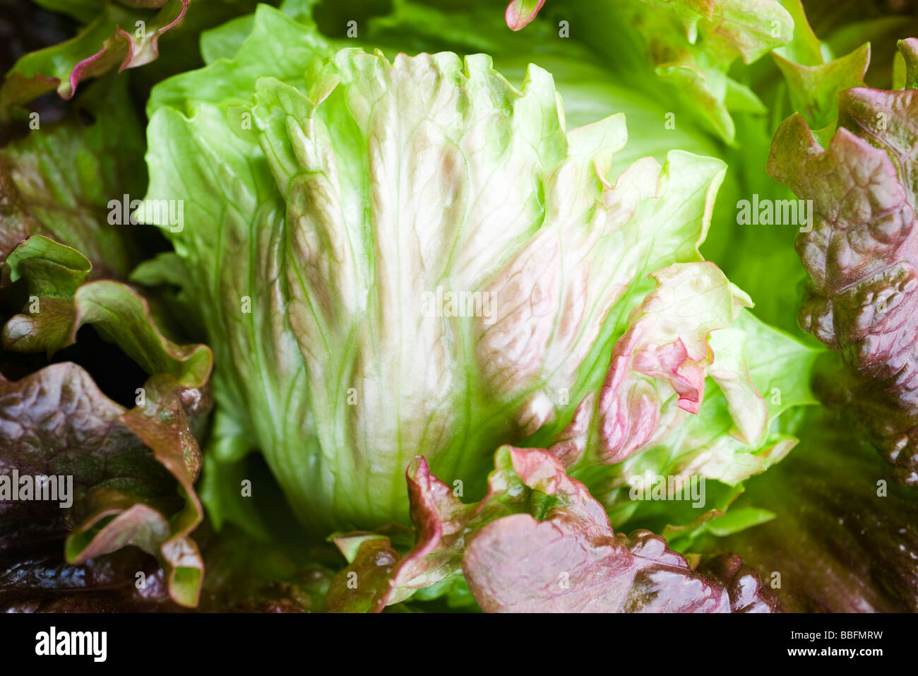 Batavia lettuce hi-res stock photography and images - Alamy