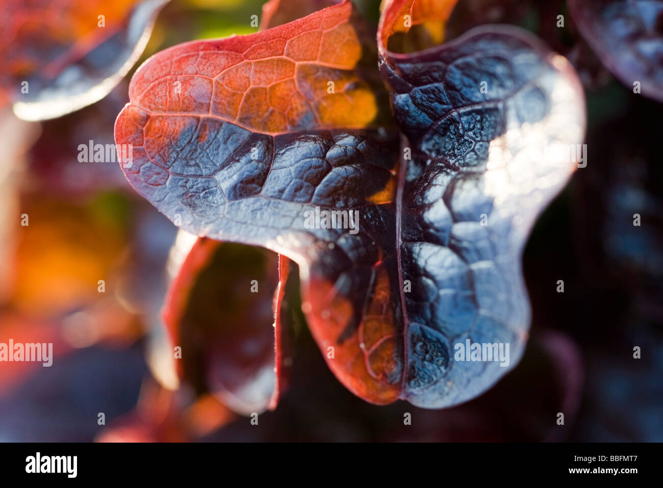 Merlot lettuce, extreme close-up Stock Photo - Alamy